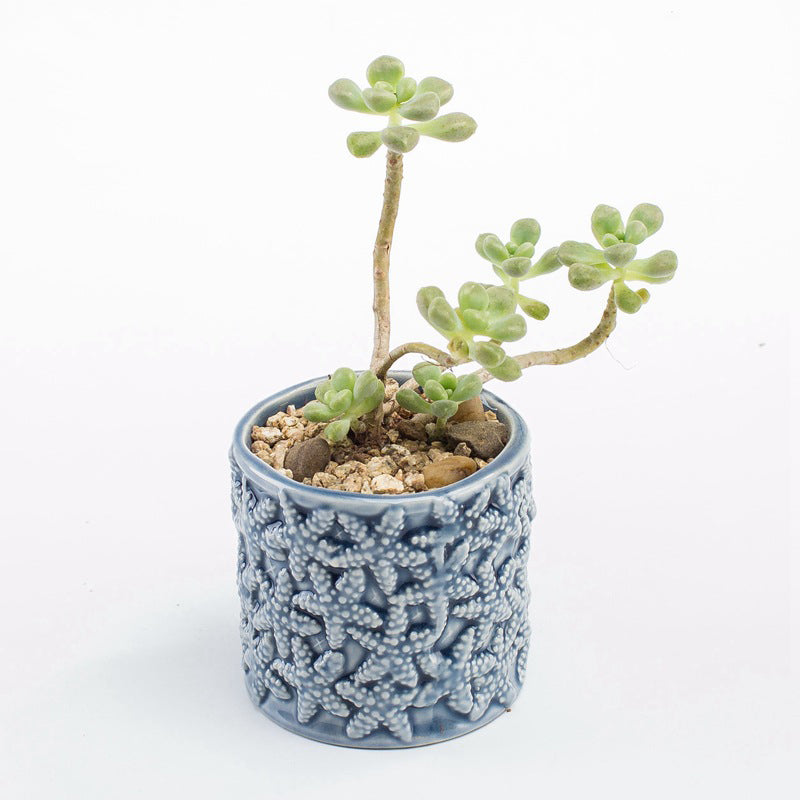 Ocean cute ceramic flower pot – ZonkeShop